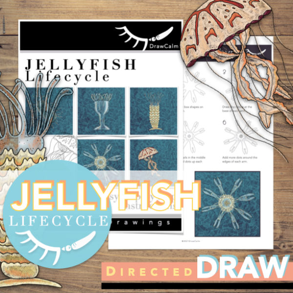 Why Directed Drawings for First Grade is so Important - Draw Calm